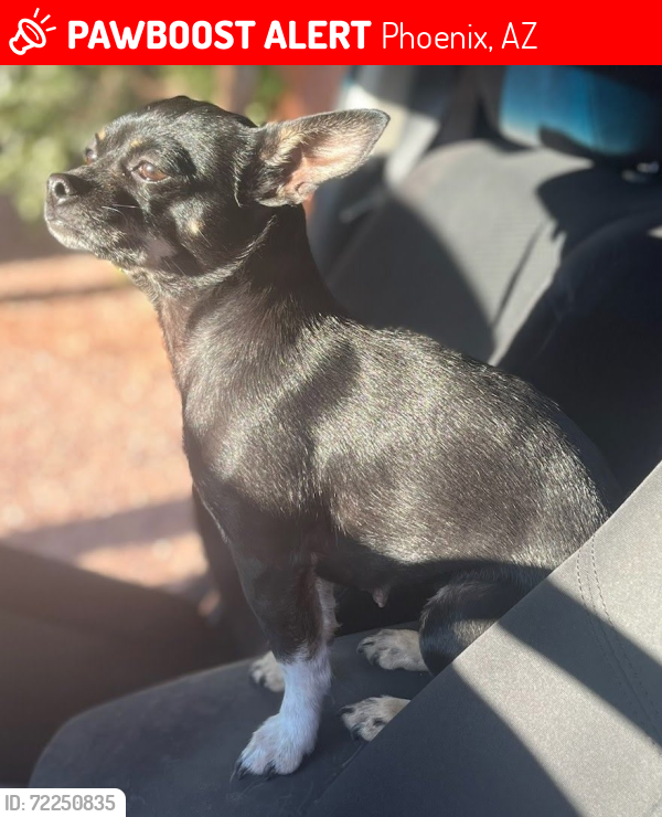Phoenix, AZ Lost Female Dog, Baddie Is Missing | PawBoost