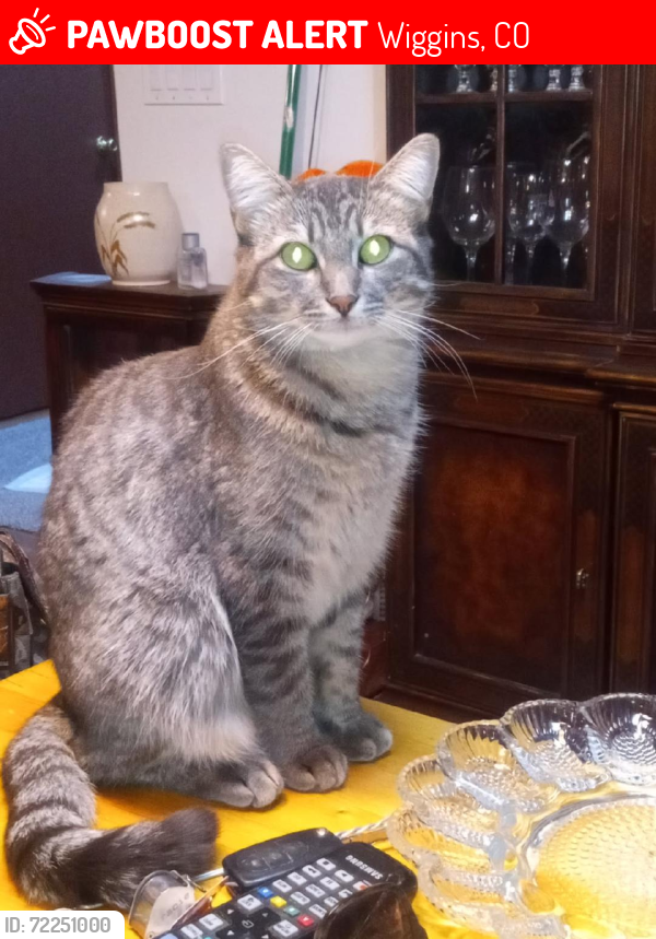 Wiggins, CO Lost Female Cat, Lil Baby Is Missing | PawBoost