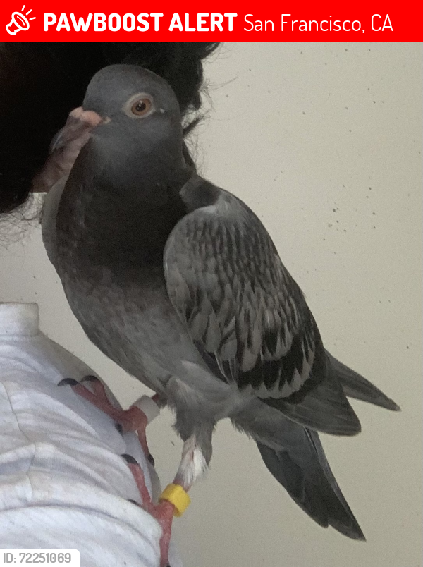 San Francisco, CA Lost Male Bird, Dookie Is Missing | PawBoost