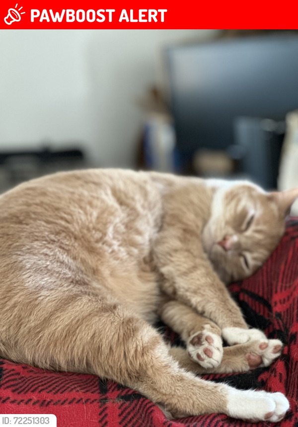 Multnomah County, OR Lost Male Cat, Simba Is Missing | PawBoost