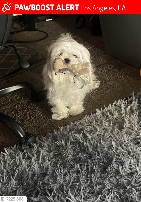 Los Angeles, CA Lost Male Dog, Popocha Is Missing | PawBoost