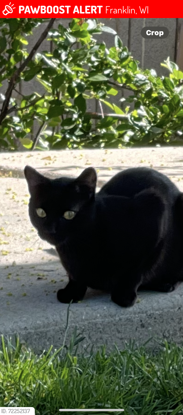 Franklin, WI Lost Male Cat, Ronnie Is Missing | PawBoost