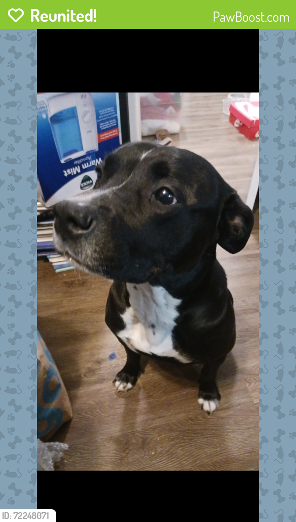 Reunited Male Dog in St. Louis, MO 63111 (ID: 72248071) | PawBoost