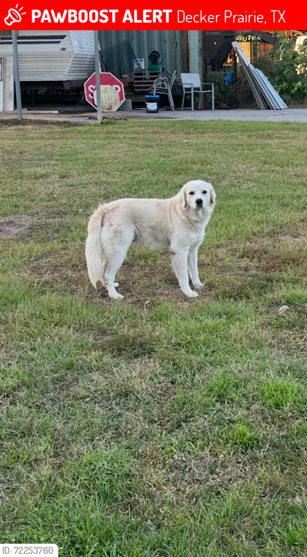 Decker Prairie, TX Lost Male Dog, Canelo Is Missing | PawBoost