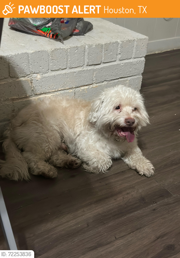 Houston, TX Stray Male Dog Found Near Corner of Braesridge and Del Rey ...