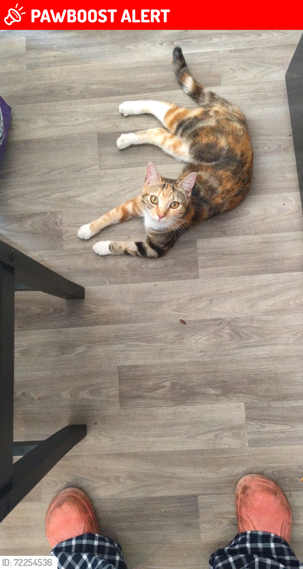 West Midlands, England Lost Female Cat, Fifi Is Missing | PawBoost