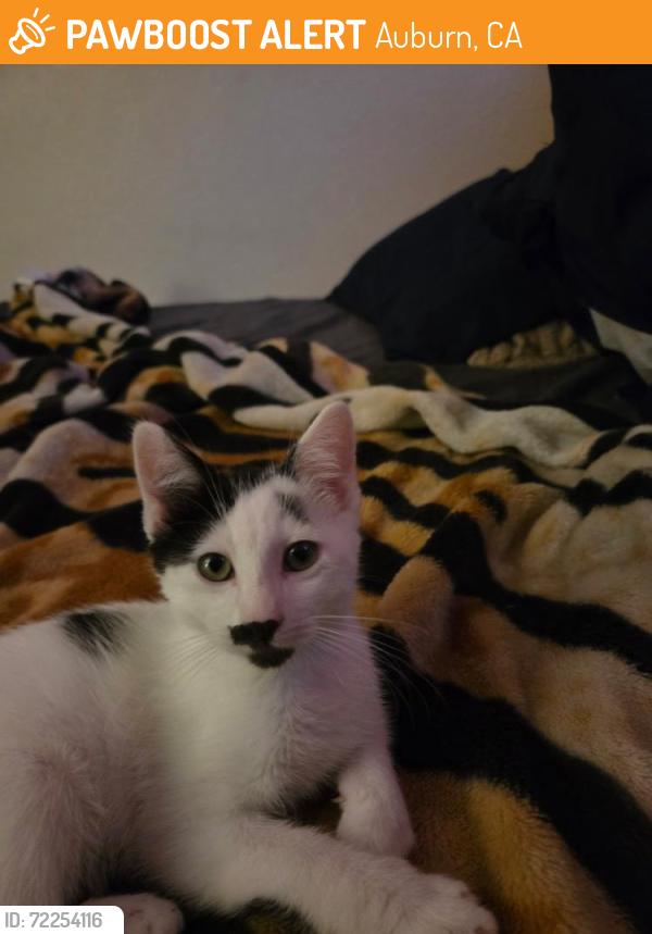 Auburn, CA Stray Male Cat Found Near Lake Theodore in Auburn Ca | PawBoost