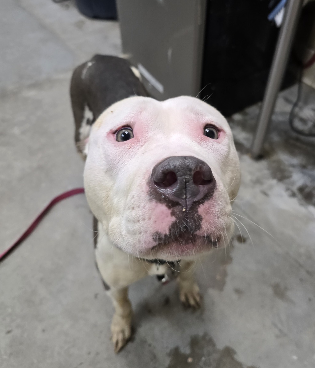 Spokane, WA Lost Female Dog, Roxie Is Missing | PawBoost