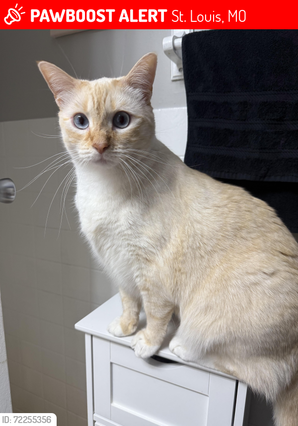 St. Louis, MO Lost Male Cat, Finnegan Is Missing | PawBoost