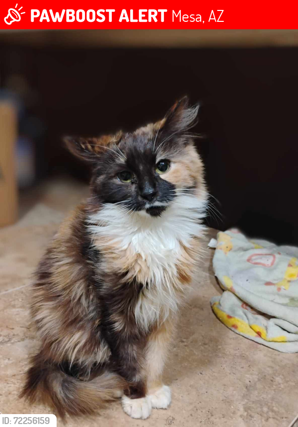 Mesa, AZ Lost Female Cat, Liz Lemon Is Missing | PawBoost