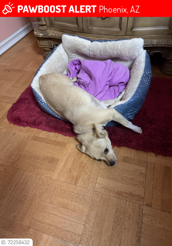 Phoenix, AZ Lost Female Dog, Coqui Is Missing | PawBoost
