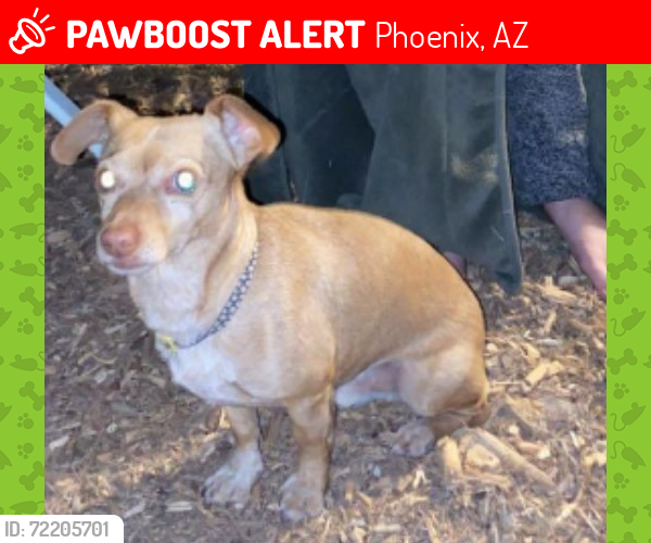 Phoenix, AZ Lost Male Dog, Odie Is Missing | PawBoost