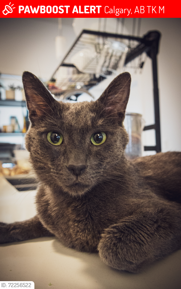Calgary, AB Lost Male Cat, Ungi Is Missing | PawBoost