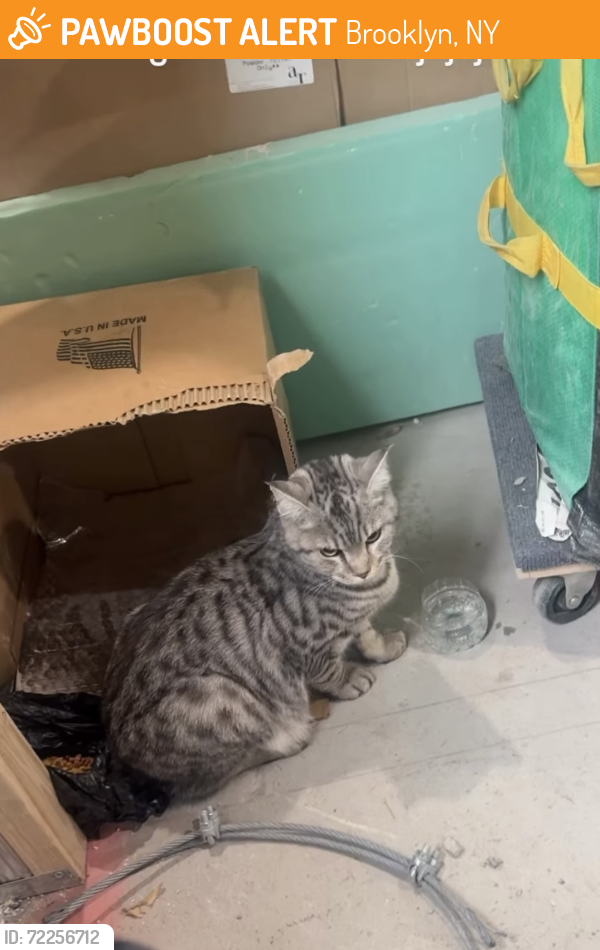 Brooklyn, NY Stray Cat Found Near Brooklyn | PawBoost