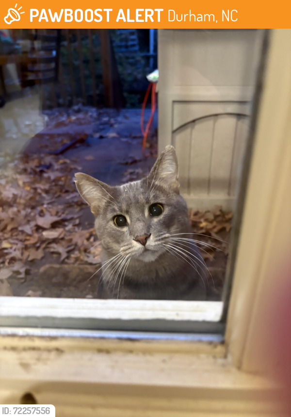 Durham, NC Stray Cat Found Near Woodcroft Fortunes Ridge | PawBoost