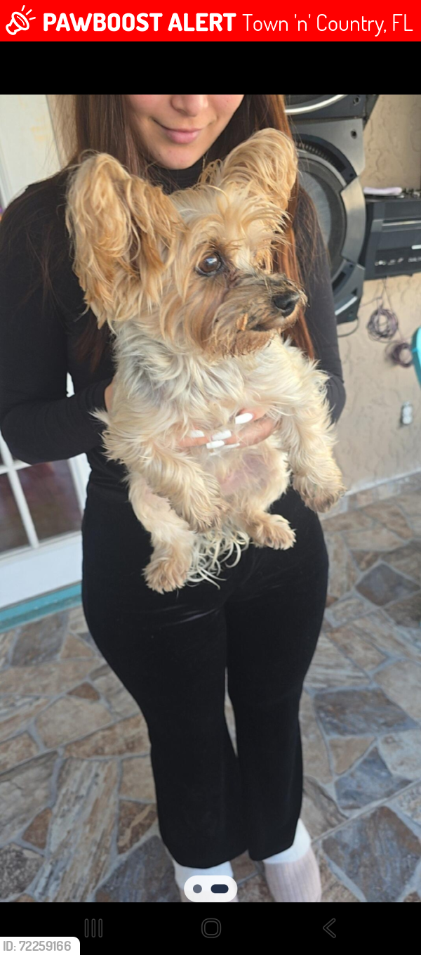 Town 'n' Country, FL Lost Female Dog, Yorkie Is Missing | PawBoost