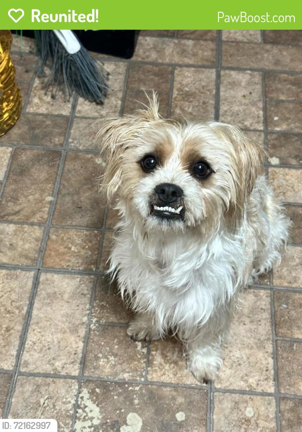 Reunited Male Dog in Dover, FL 33527 (ID: 72162997) | PawBoost