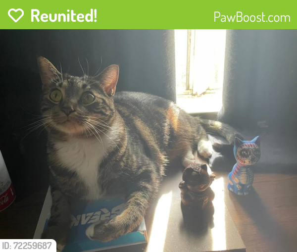 Reunited Male Cat in League City, TX 77573 (ID: 72259687) | PawBoost