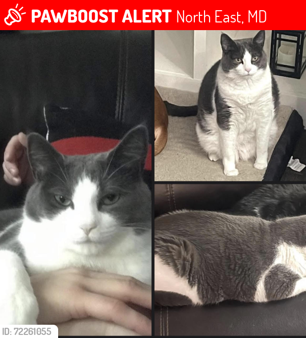 North East, MD Lost Female Cat, Ellie Is Missing | PawBoost