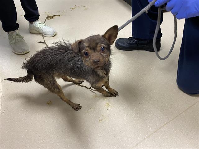 Milwaukee, WI Lost Male Dog, A475578 Is Missing | PawBoost