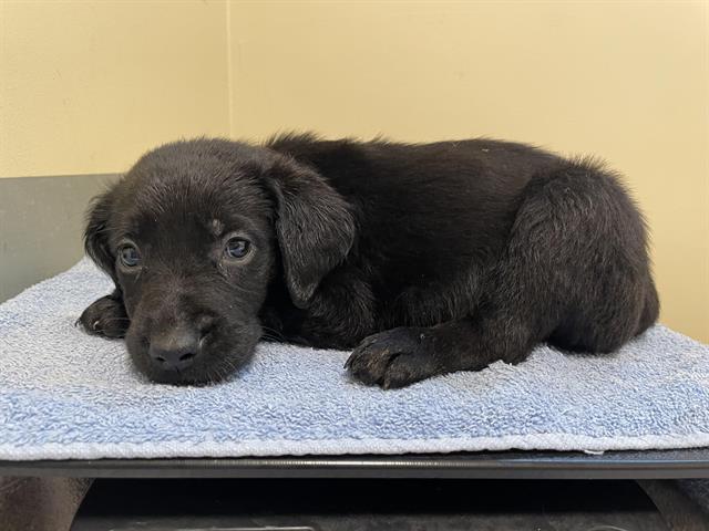 Pasadena, CA Lost Male Dog, A525858 Is Missing | PawBoost