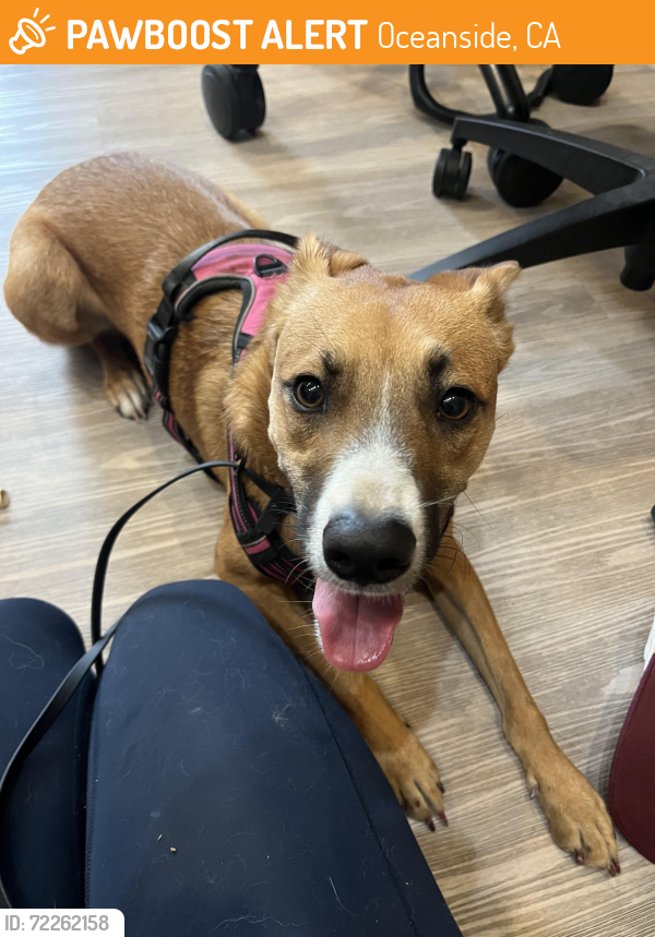 Oceanside, CA Stray Female Dog Found Near Benet Road | PawBoost