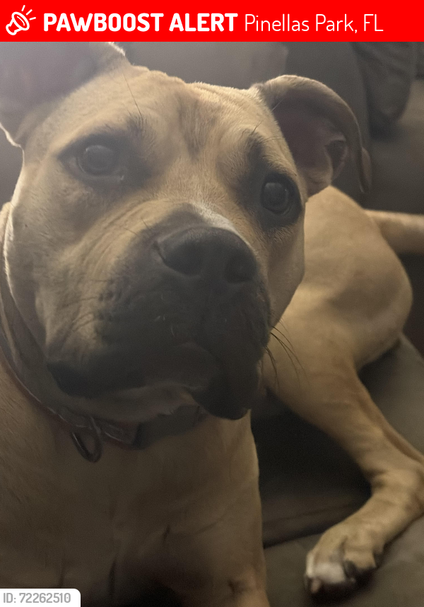Pinellas Park, FL Lost Female Dog, Zena Is Missing | PawBoost