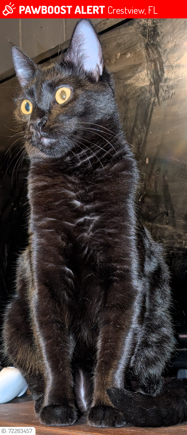 Crestview, FL Lost Male Cat, Weasel Is Missing | PawBoost