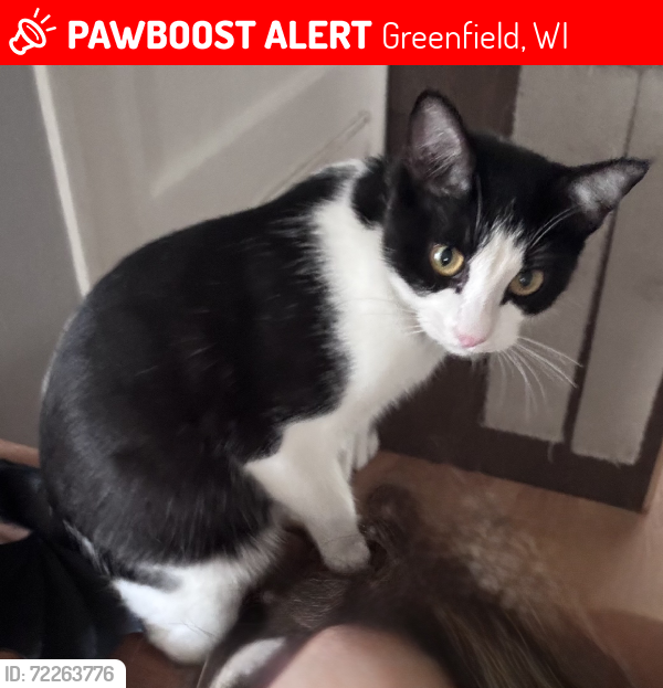 Greenfield, WI Lost Female Cat, Charlotte Is Missing | PawBoost