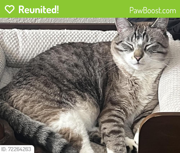 Reunited Female Cat in Boise, ID 83705 (ID: 72264263) | PawBoost