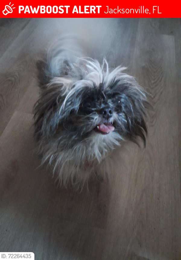Jacksonville, FL Lost Male Dog, Jack Is Missing | PawBoost