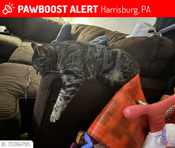 Harrisburg, PA Lost Female Cat, Mew Mew Is Missing | PawBoost