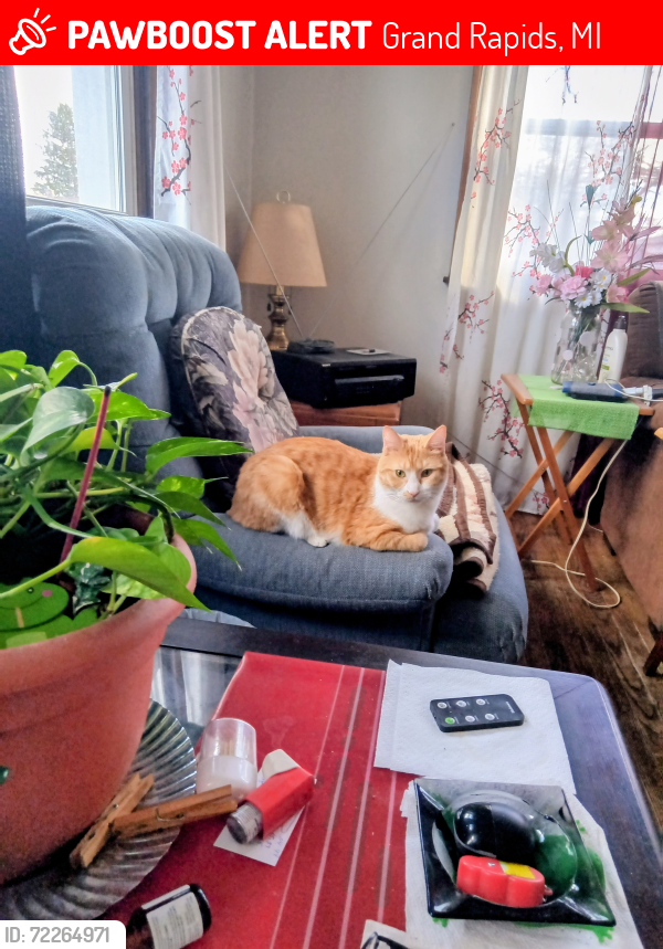 Grand Rapids, MI Lost Female Cat, Baby Is Missing | PawBoost