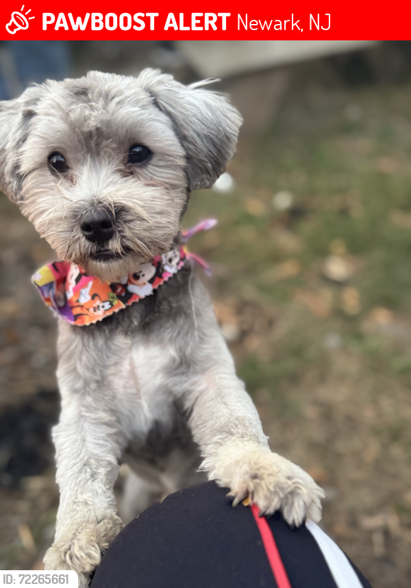Newark, NJ Lost Female Dog, Lucy Is Missing | PawBoost