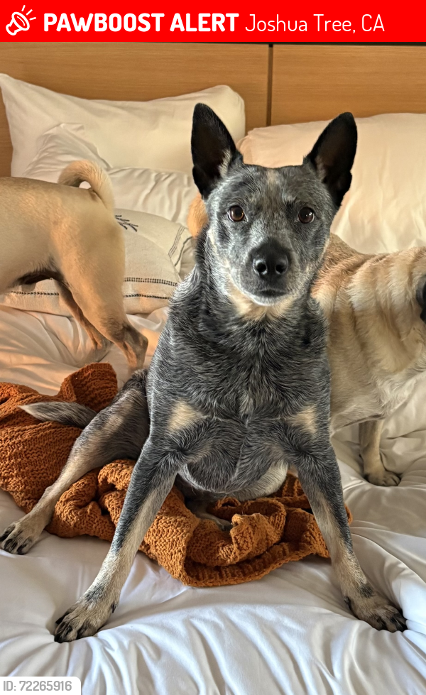 Joshua Tree, CA Lost Female Dog, Ophelia Is Missing | PawBoost