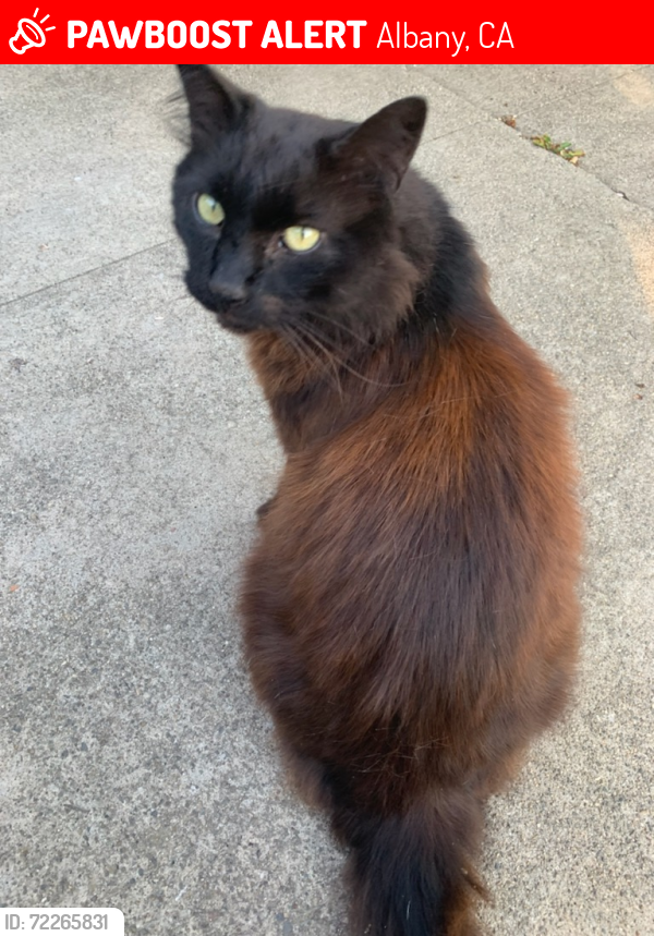 Albany, CA Lost Male Cat, Stubby Is Missing | PawBoost