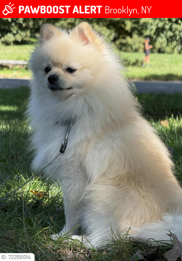 Brooklyn, NY Lost Male Dog, Bubu Is Missing | PawBoost