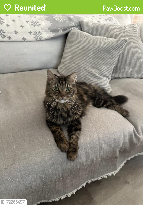 Reunited Male Cat in Gilbert, AZ 85297 (ID: 72265497) | PawBoost