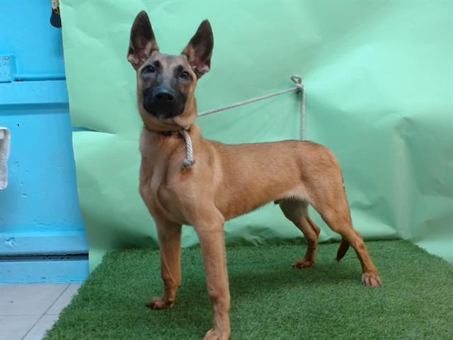 Gardena, CA Lost Male Dog, A5738766 Is Missing | PawBoost