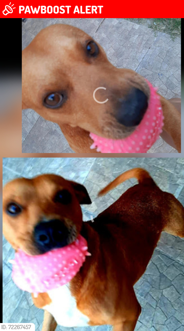 Cidade Industrial de Curitiba, PR Lost Male Dog, Duk Is Missing | PawBoost