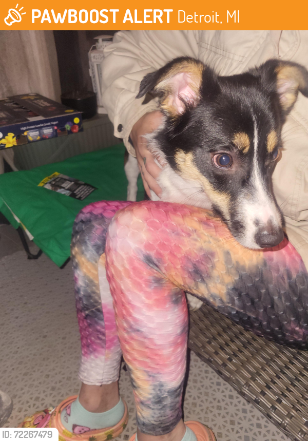 Detroit, MI Stray Male Dog Found Near Tireman | PawBoost