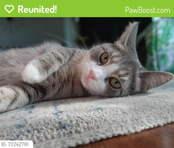 Reunited Female Cat in St. Louis, MO 63129 (ID: 72242761) | PawBoost