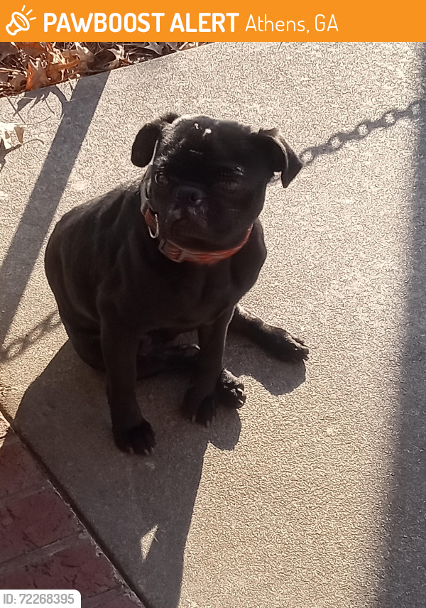 Athens, GA Stray Male Dog Found Near St Joseph's Catholic Church ...