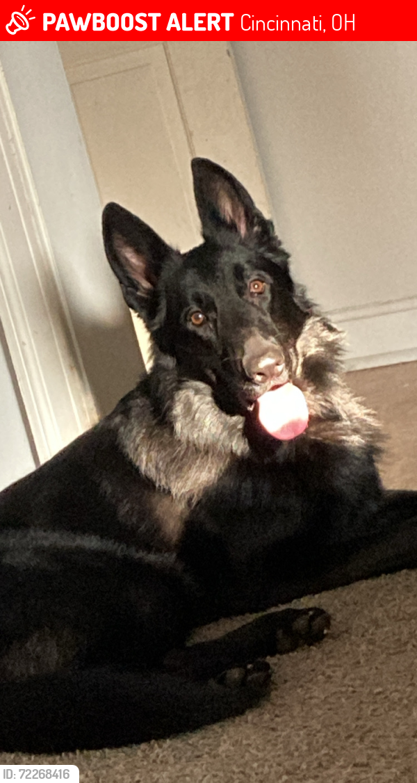 Cincinnati, OH Lost Male Dog, Midnight Is Missing | PawBoost