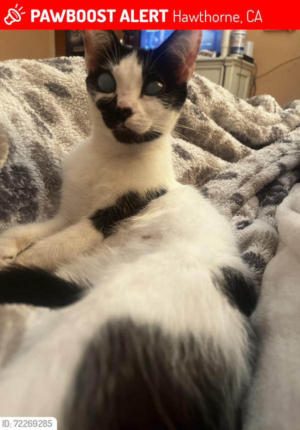 Hawthorne, CA Lost Female Cat, Daisy Is Missing | PawBoost