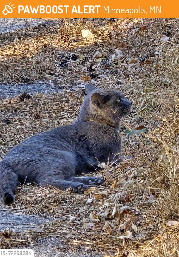 Minneapolis, MN Stray Cat Found Near Longfellow ave | PawBoost