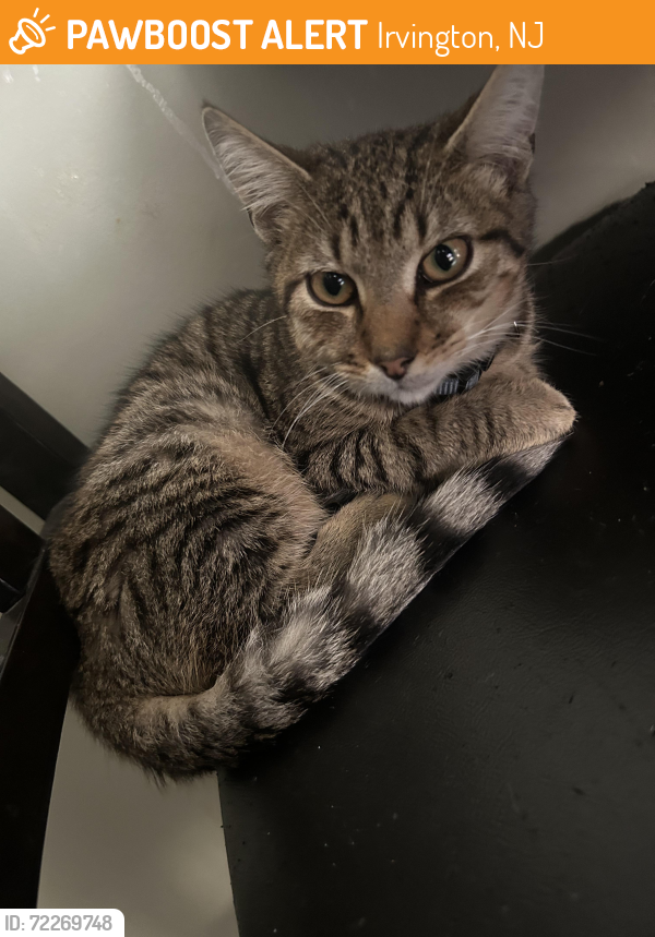 Rehomed Male Cat in Irvington, NJ 07111 (ID: 72269748) | PawBoost