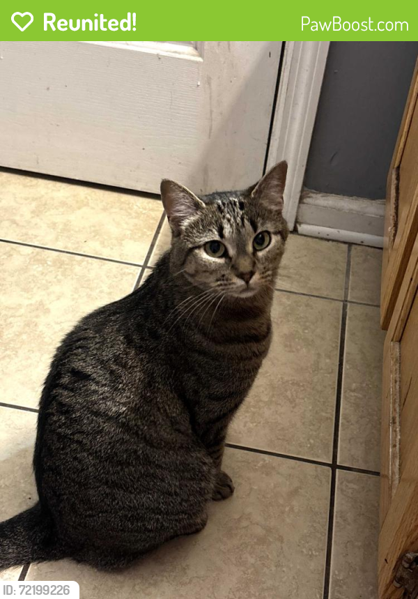 Reunited Female Cat in Myrtle Beach, SC 29577 (ID: 72199226) | PawBoost