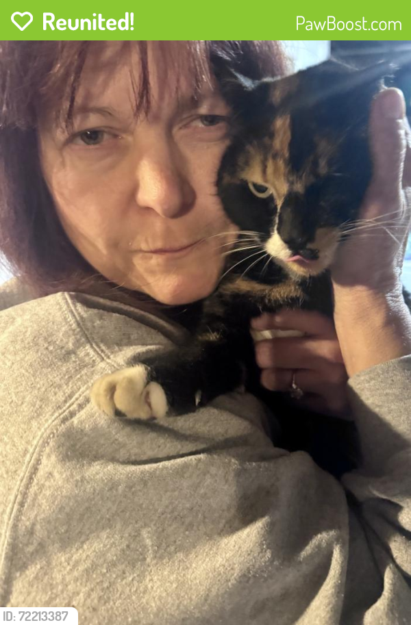 Reunited Female Cat in Washington Township, NJ 07882 (ID: 72213387 ...