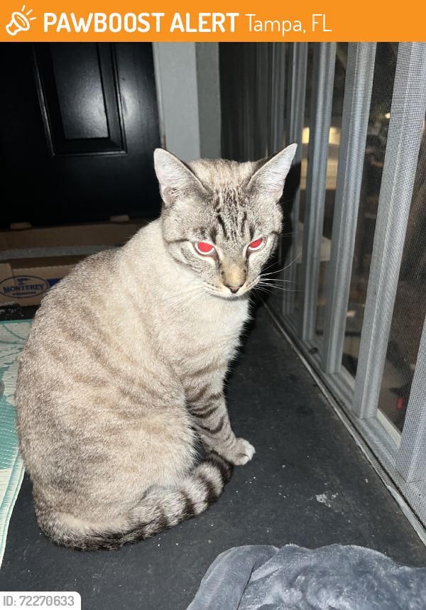 Tampa, FL Stray Male Cat Found Near Riveters | PawBoost